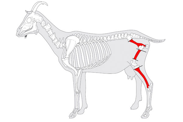 Interactive Dig Sagalassos - Faunal Remains from the Roman Baths
