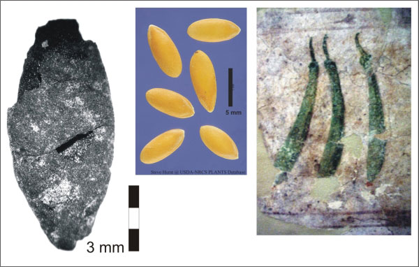 Interactive Dig Sagalassos - Archaeobotany