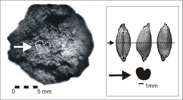 Interactive Dig Sagalassos - Archaeobotany